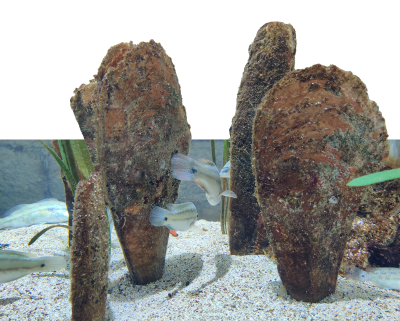 Livade morskih cvjetnica | Aquarium Pula