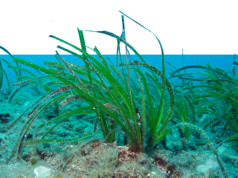 Seagrass Maedows | Aquarium Pula