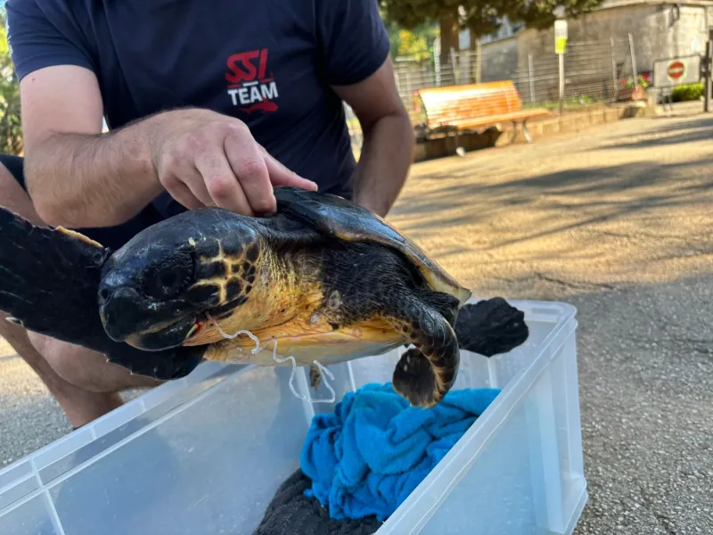 Loggerhead Turtle Maya Arrived at the Recovery Center | Aquarium Pula