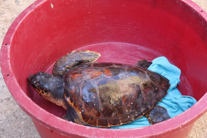 Eight Loggerhead Turtles Released Back into the Sea | Aquarium Pula