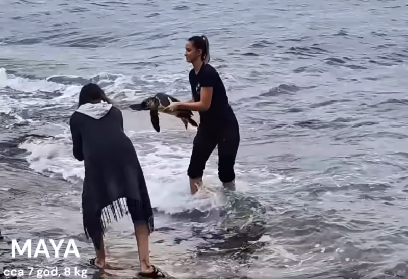 Sea Turtle Release Event | Aquarium Pula