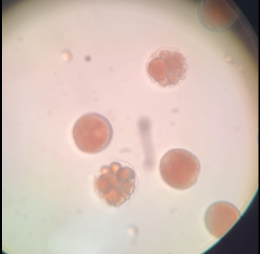 Spawning of Noble Pen Shells | Aquarium Pula