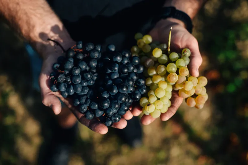 Indigenous varieties | Vinistra